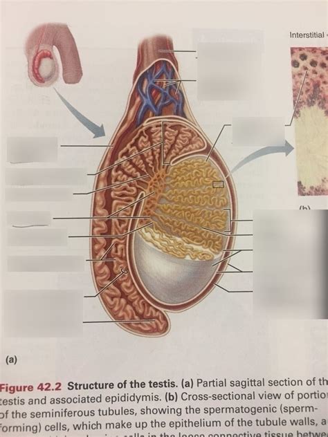 Structure Of The Testis Diagram Quizlet