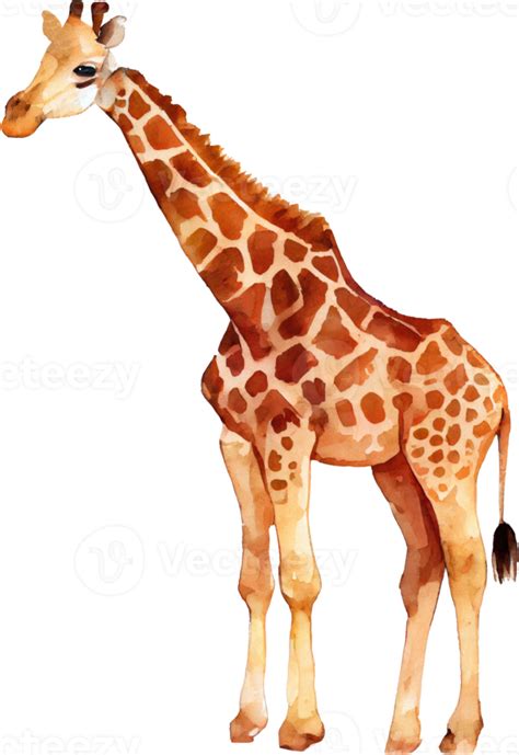 jirafa acuarela ilustración 21183387 PNG