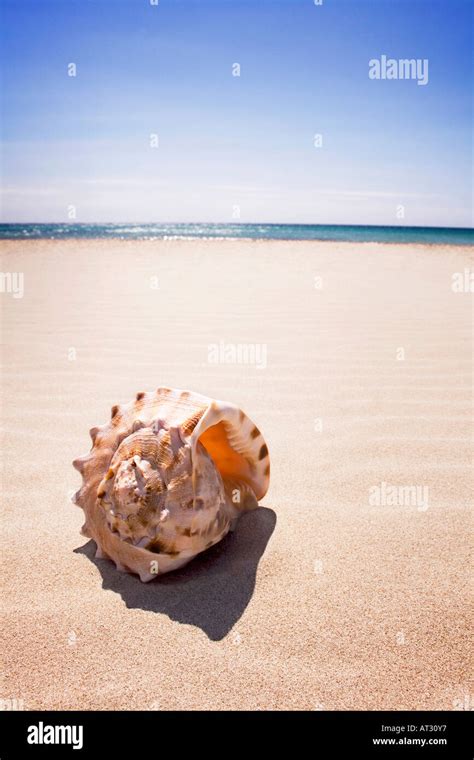 Shell On Beach Stock Photo Alamy