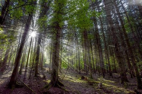 Wald B Ume Sonnenlicht Kostenloses Foto Auf Pixabay Pixabay