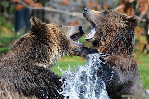 Comparaci N De Peleas Entre Osos Grizzly Y Leones Qui N Ganar
