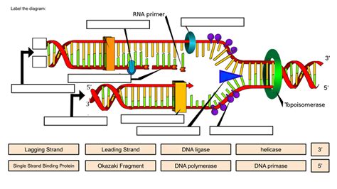 Labeled Dna Molecule