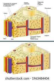 Best Endosteum Royalty Free Images Stock Photos Pictures Shutterstock