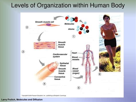 The Human Body An Orientation Diagram Quizlet