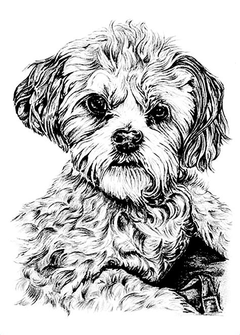 Coloriage Animaux Adulte Beau Images Chien Chiens Coloriages Difficiles