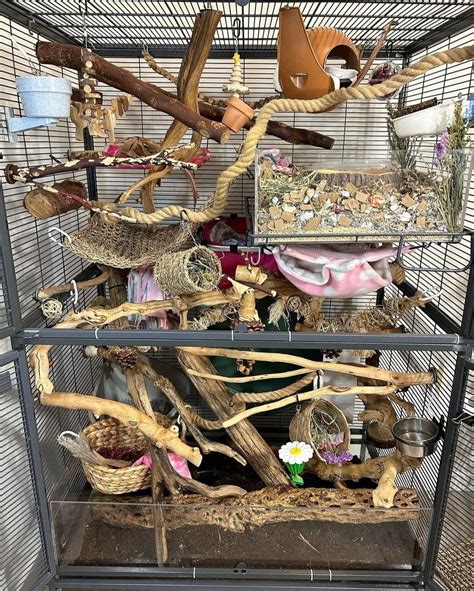 Rat Cage Setup Ideas Tips Photos Artofit