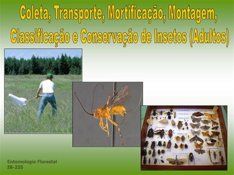 AULA PRATICA 1 IB235 Coleta Conservacao Montagem Identificacao Insetos