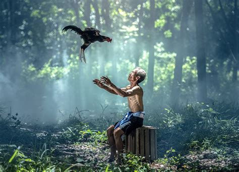 Qu Significa El Canto De Un Gallo Granjaonline