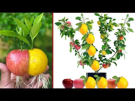 Unveiling Nature S Harmony Growing Lemons And Apples Together With The