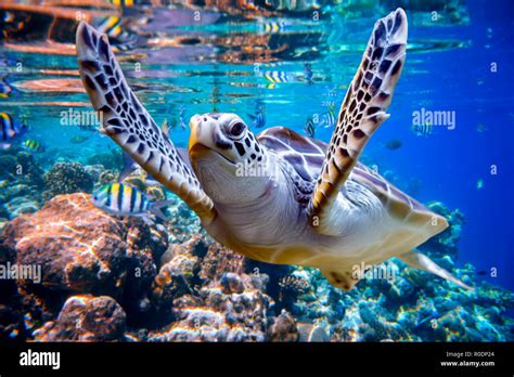 Tortugas Marinas Nadando Bajo El Agua En El Fondo De Los Arrecifes De