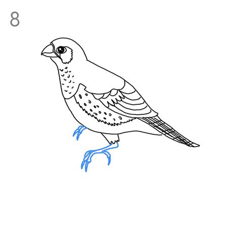 How To Draw A Zebra Finch Step By Step Easy Drawing Guides Drawing