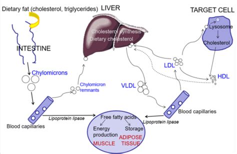 Lipid Metabolism Flashcards Quizlet