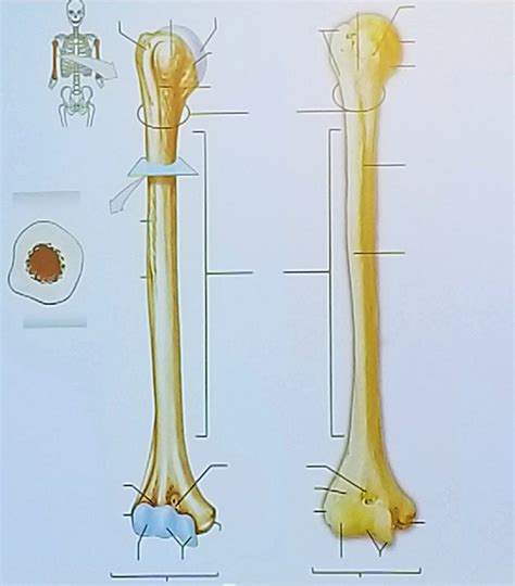 Bone Diagram Quizlet