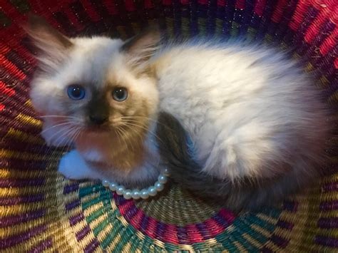 Img Ragdoll Blues