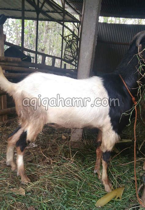 Gambar Kambing Aqiqah Bonus
