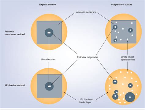 Figure 2 From Culture Conditions For Primary Human Limbal Epithelial