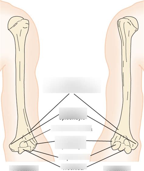 Humerus Elbow Landmarks Diagram Quizlet