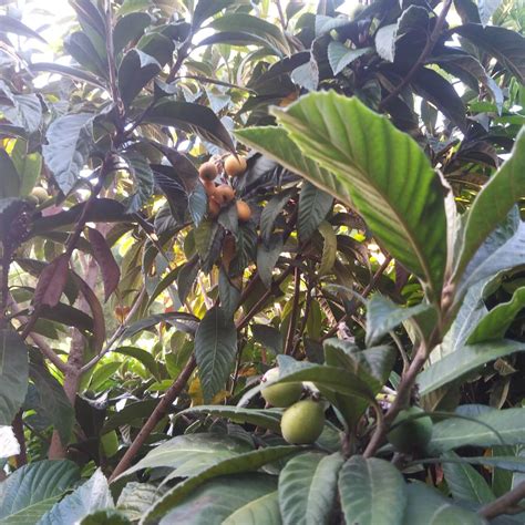 Néflier du Japon Eriobotrya japonica Bibacier Petit arbre