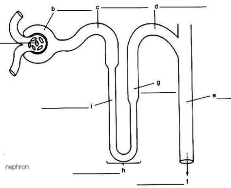 Nephron Labeled Diagram Quizlet
