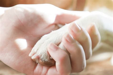 5 mensajes de apoyo para la pérdida de una mascota Mis Animales