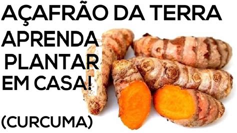 A Afr O Da Terra Aprenda A Plantar Em Vasos Super F Cil Youtube