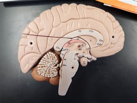 Brain Diagram Quizlet