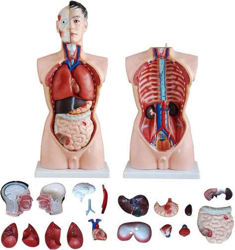 Buy UIGJIOG 4D Anatomical Assembly Model Of Human Organ S Torso 85cm