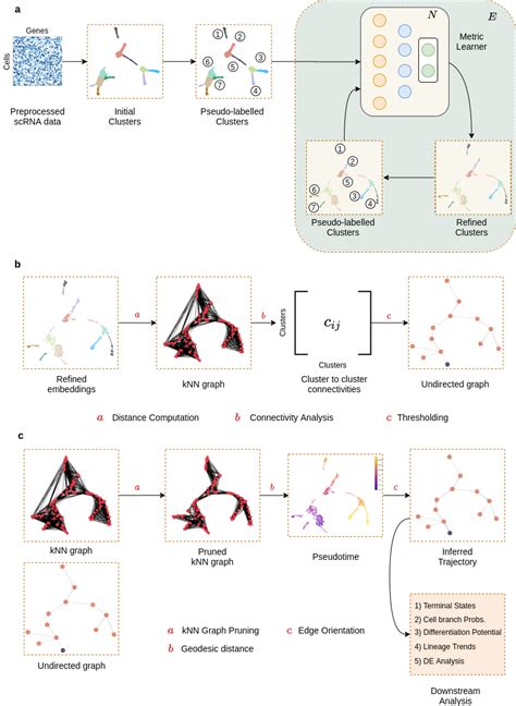 inference of cell state transitions and cell fate plasticity from single cell with margaret