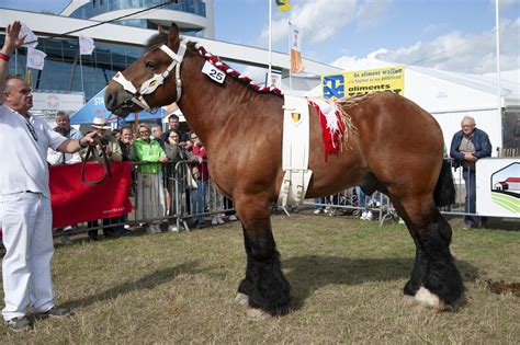 La Foire De Libramont Studbook Du Cheval De Trait Ardennais