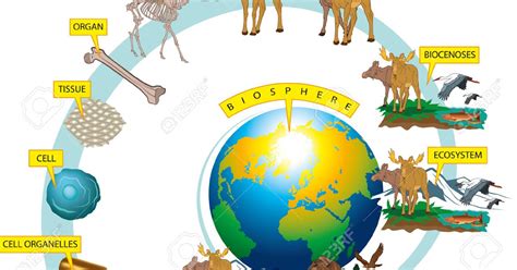 Compendio De De Biof Sica Niveles De Organizaci N De La Materia Viva