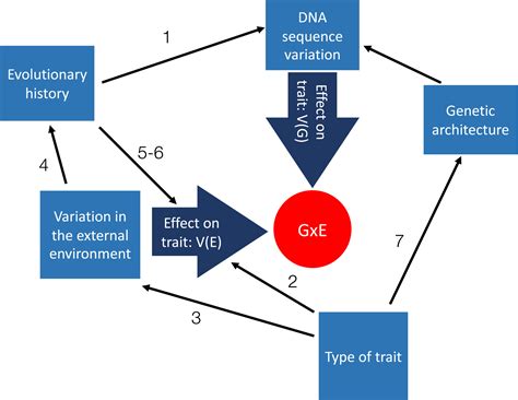 Why Does The Magnitude Of Genotypebyenvironment Interaction Vary