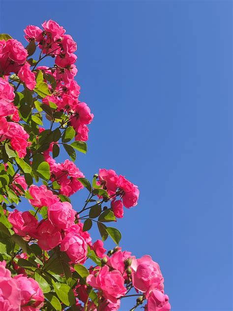 Flor Rosa Naturaleza Foto Gratis En Pixabay Pixabay