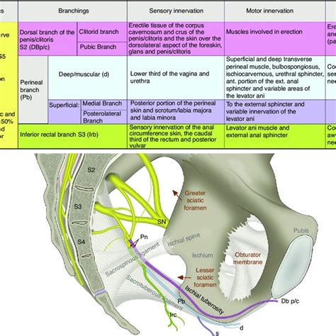 Nternal Pudendal Artery A Branch Of The Internal Iliac Artery And Its