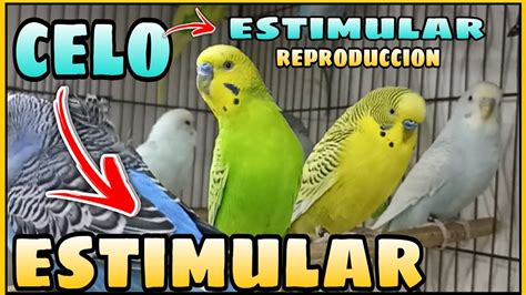 ESTIMULA EL CELO DE TU PERIQUITOS CON ESTE AUDIO 10 MINUTOS CANTO
