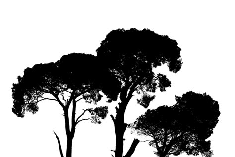 Silueta De Rboles Negros Png Stock De Foto Gratis Public Domain