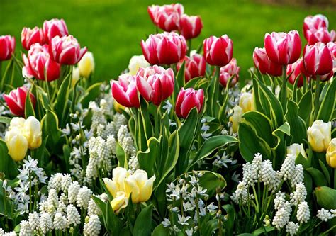 Hiacynty tulipany krokusy zasady sadzenia bulwiastych kwiatów