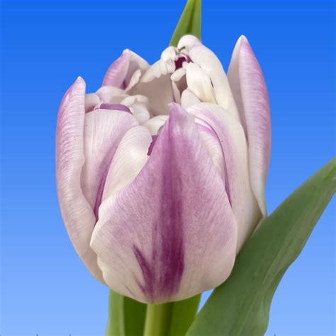 Tulp Mystic Flame Borst Bloembollen