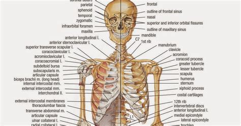 Cuerpo Humano Y Sus Huesos