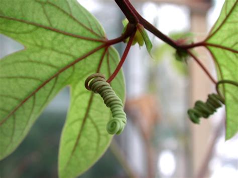 Modified Stem Of A Plant Examples