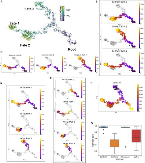 inference of high resolution trajectories in single cell rna seq data by using rna velocity
