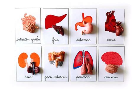 Cartes Nomenclature Montessori Organes Archives Add Fun And Mix