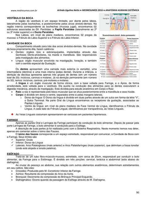 Solution Anatomia Humana Sist Mica Sistema Digest Rio Studypool