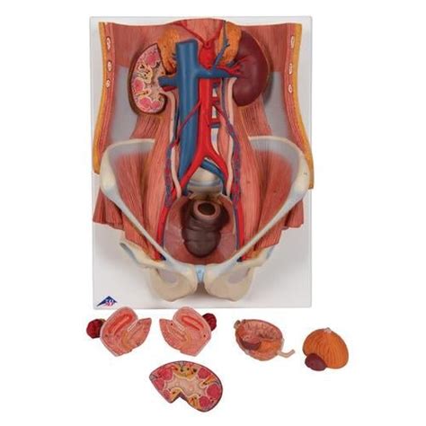 Dual Sex Urinary System Model 6 Part 3b Smart Anatomy Sim And Skills
