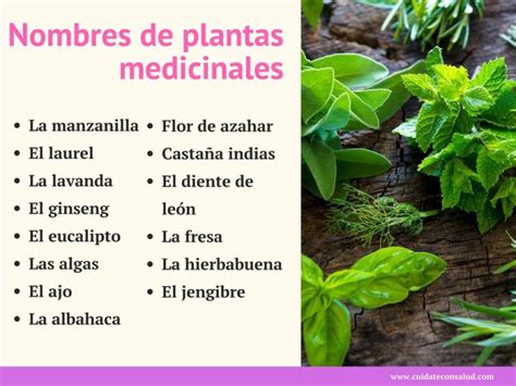 Mejores Plantas Medicinales Y Sus Usos Incre Bles