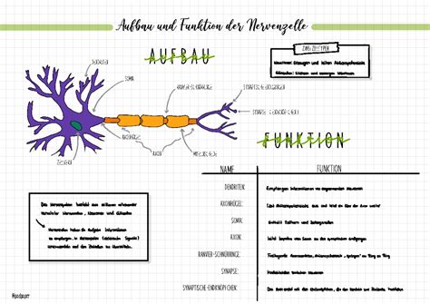Bio Aufbau Und Funktion Der Nervenzellen Aufbau Und Funktion Der