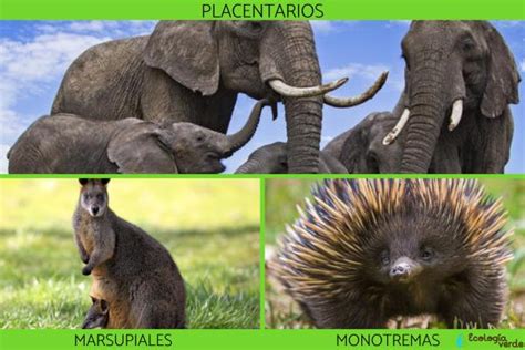 Tipos de mamíferos sus características y ejemplos Resumen y fotos