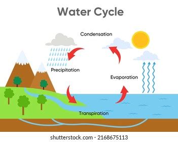 Water Cycle Diagram Rainfall Ocean Vector Stock Vector Royalty Free