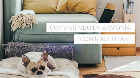 Conviviendo Con Mascotas C Mo Mantener La Casa Ordenada Organizarte
