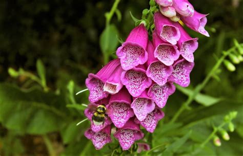 12 FLORES MORADAS Nombres Fotos Y Significados