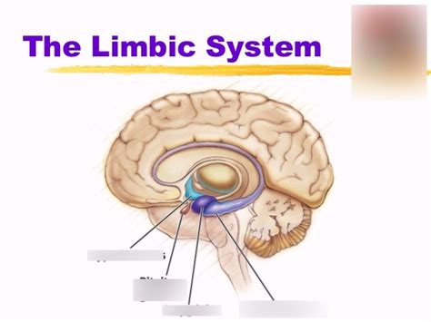 Limbic System Diagram Diagram Quizlet